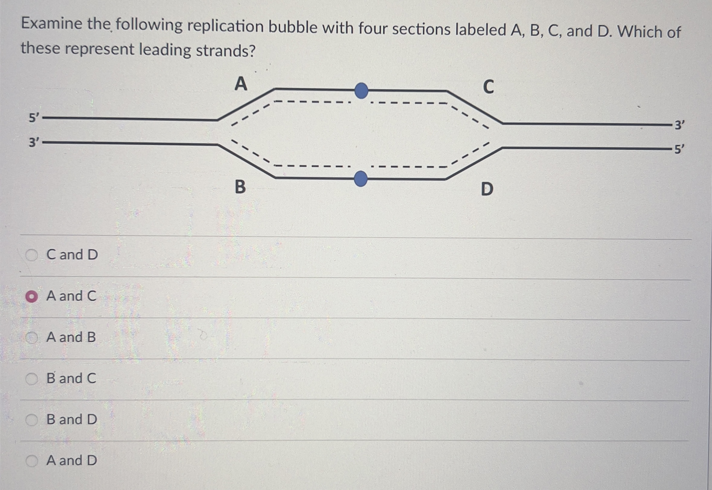 Solved Examine the following replication bubble with four | Chegg.com