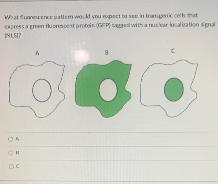 Solved What fluorescence pattern would you expect to see in | Chegg.com