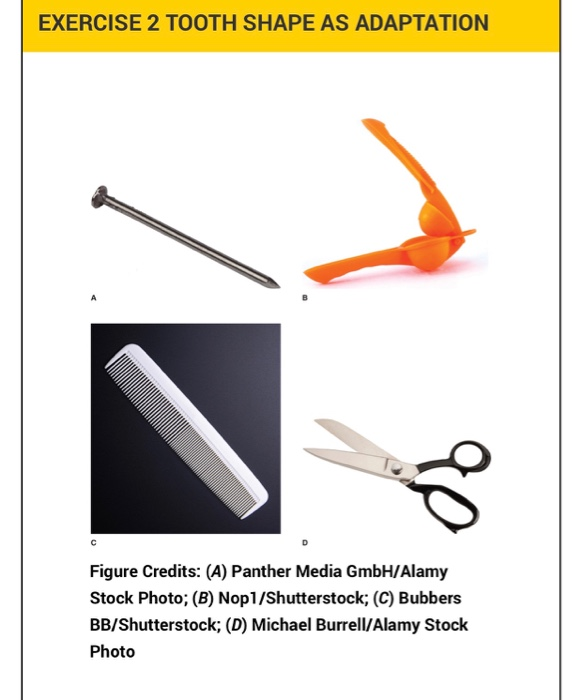 Solved EXERCISE 2 TOOTH SHAPE AS ADAPTATION As we learned in | Chegg.com