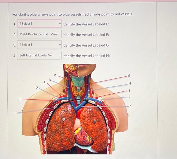 Solved For clarity, blue arrows point to blue vessels; red | Chegg.com