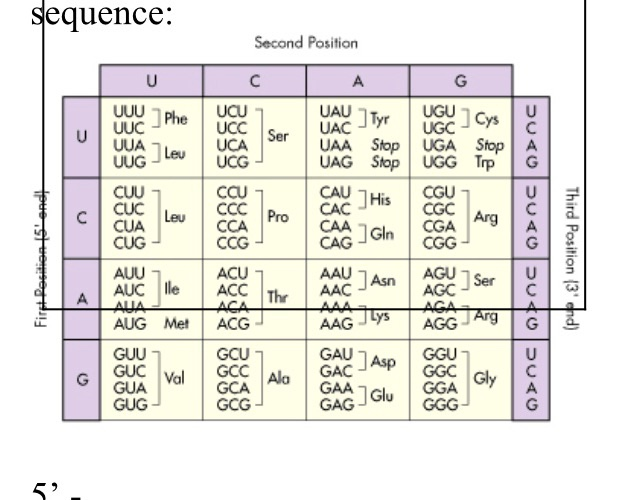Solved 3. (5 points) The following mRNA sequence gives rise | Chegg.com