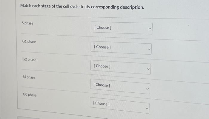 Solved Match each stage of the cell cycle to its | Chegg.com
