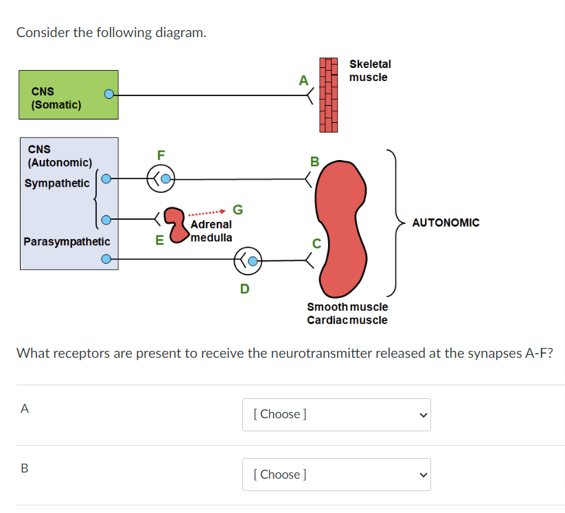 Solved by an EXPERT The following structure is the cholinergic agonist | Chegg.com
