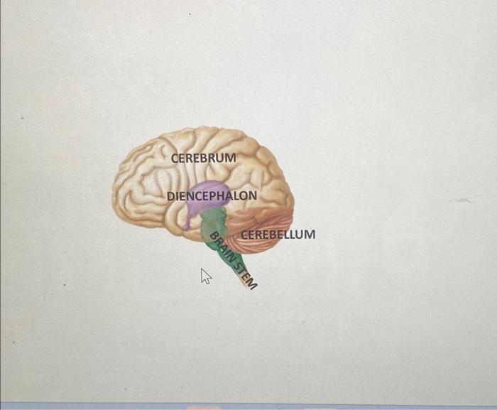 Solved Brain Concept Map - Create your own concept map using | Chegg.com