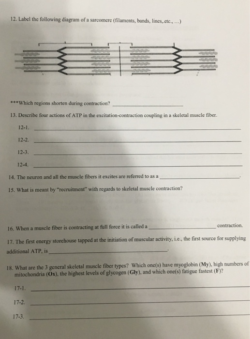 Solved 12. Label the following diagram of a sarcomere | Chegg.com