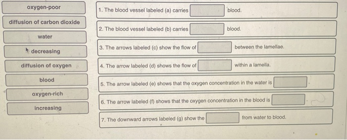Solved Use this diagram showing countercurrent gas exchange | Chegg.com