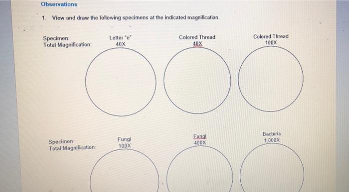 Solved Observations 1. View and draw the following specimens | Chegg.com