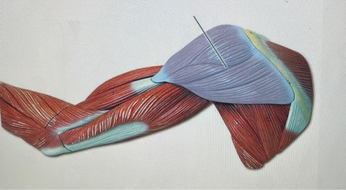 Solved identify the highlighted muscle | Chegg.com Solved identify the highlighted muscle | Chegg.com