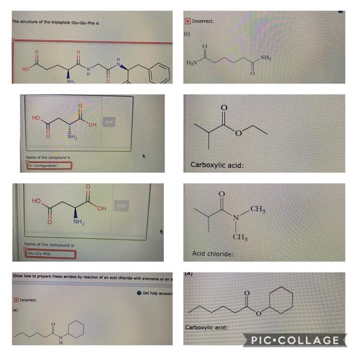 Solved # 1 - Structire of Glu-Gly- Phe (it says mine is | Chegg.com Solved # 1 - Structire of Glu-Gly- Phe (it says mine is | Chegg.com