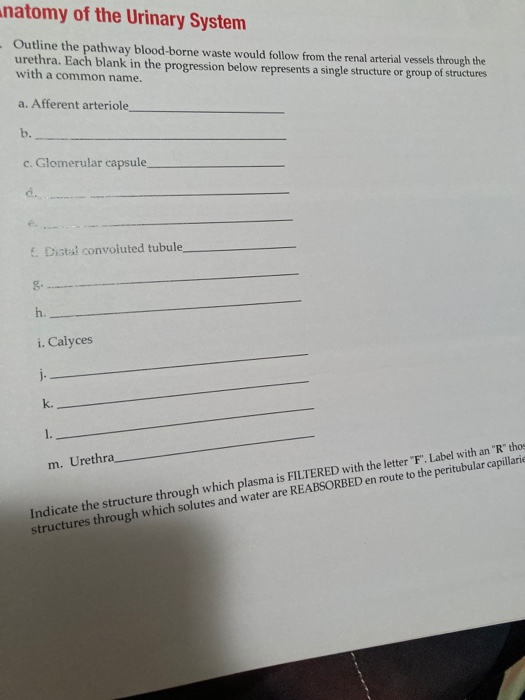 Solved anatomy of the Urinary System - Outline the pathway | Chegg.com