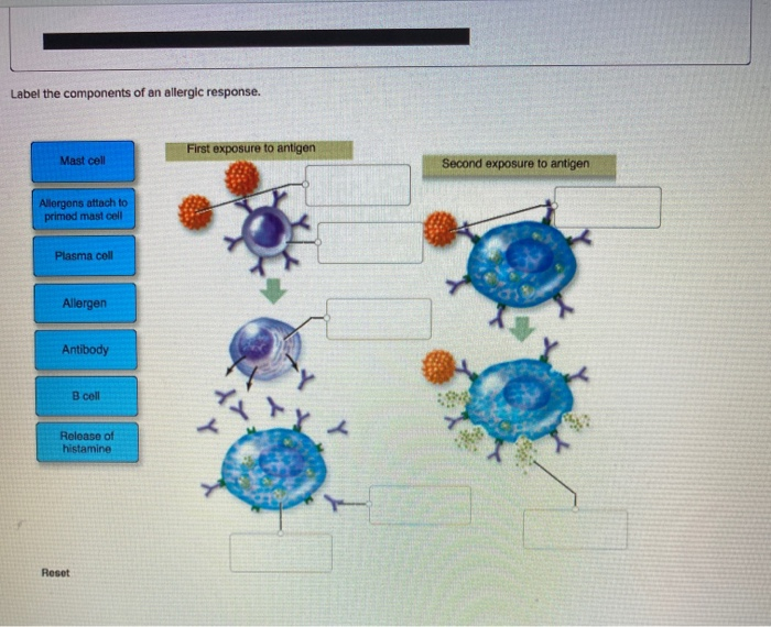 Solved Label the components of an allergic response. First | Chegg.com