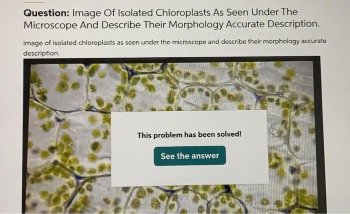 Solved Question: Image Of Isolated Chloroplasts As Seen | Chegg.com