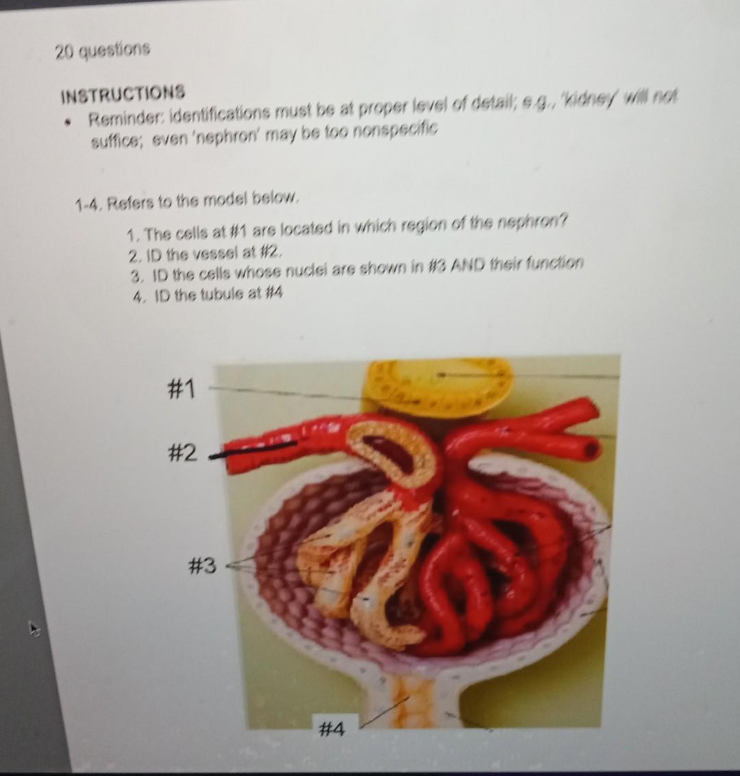 Solved 20 questions INSTRUCTIONS - Reminder: identifications | Chegg.com