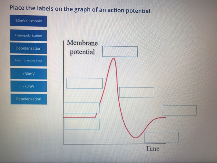 Solved Place the labels on the graph of an action potential. | Chegg.com