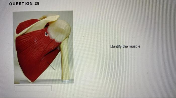 Solved QUESTION 29 Identify the muscle QUESTION 30 | Chegg.com