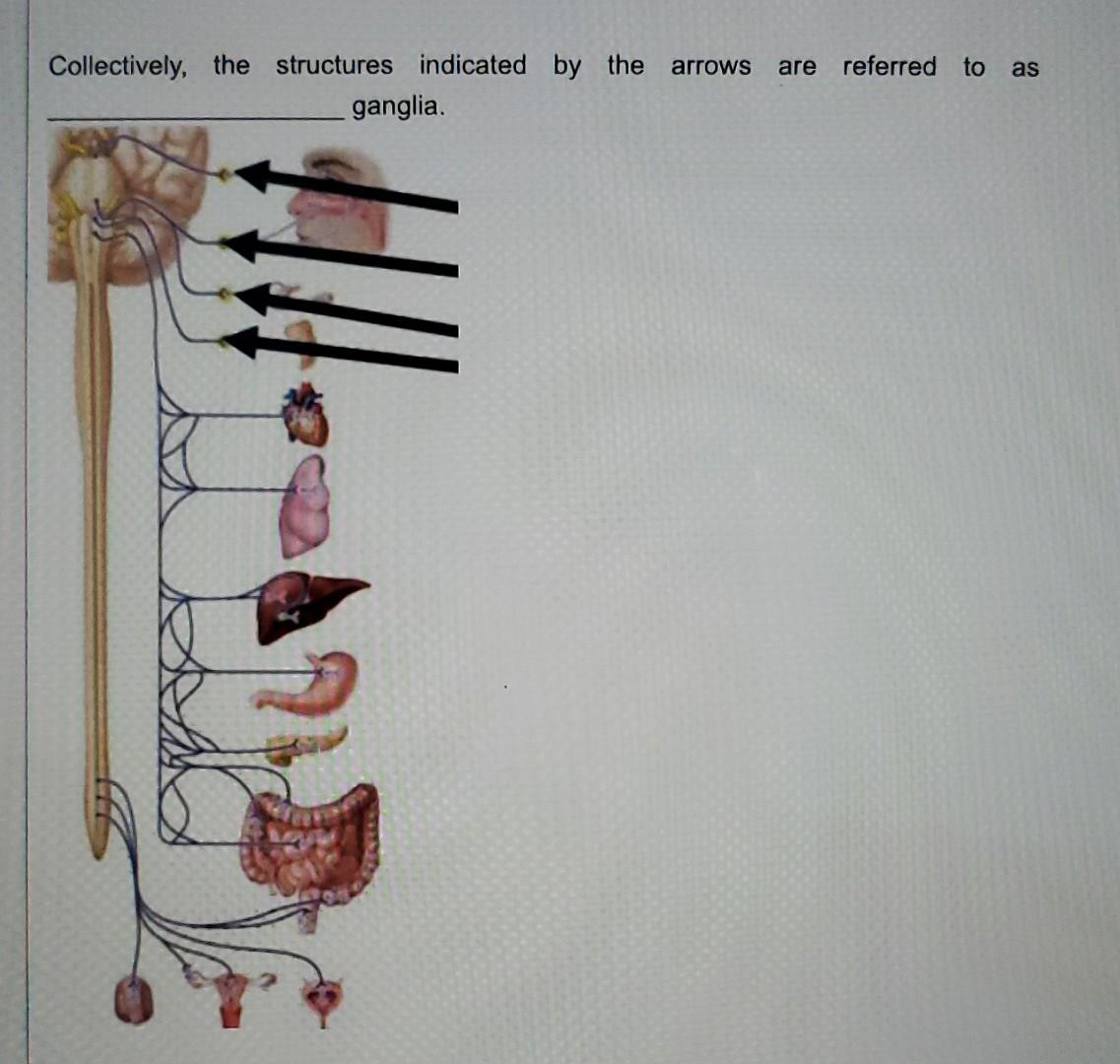 Solved Collectively, the structures indicated by the arrows | Chegg.com