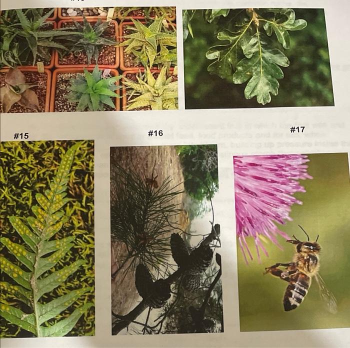 Solved 14A, Common Name Class Phylum/Division Genus species | Chegg.com