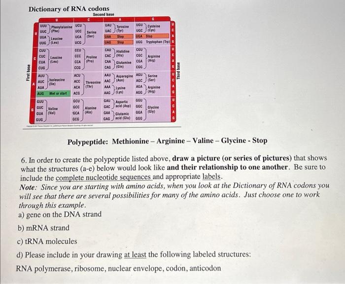 Solved Dictionary of RNA codons Polypeptide: Methionine - | Chegg.com