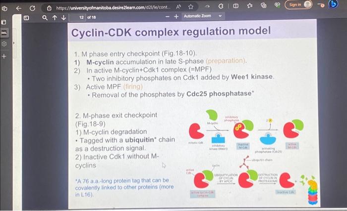 Solved 1. M phase entry checkpoint (Fig.18-10). 1) M-cyclin | Chegg.com