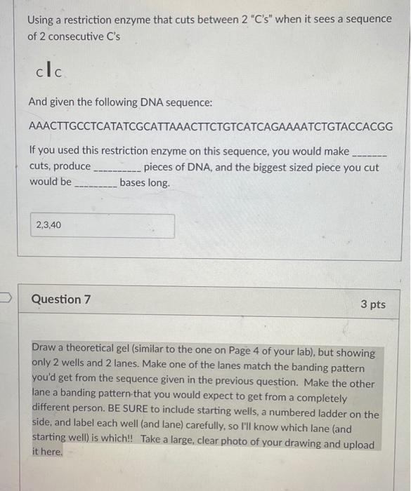 Solved Using a restriction enzyme that cuts between 2 "C's" | Chegg.com