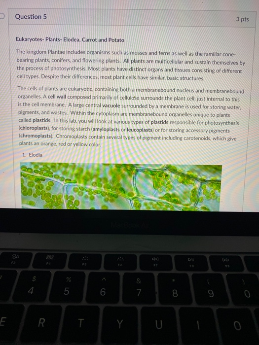 Solved Question 5 3 pts Eukaryotes-Plants-Elodea, Carrot and | Chegg.com Solved Question 5 3 pts Eukaryotes-Plants-Elodea, Carrot and | Chegg.com
