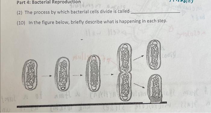 Solved Part 4: Bacterial Reproduction (2) The process by | Chegg.com