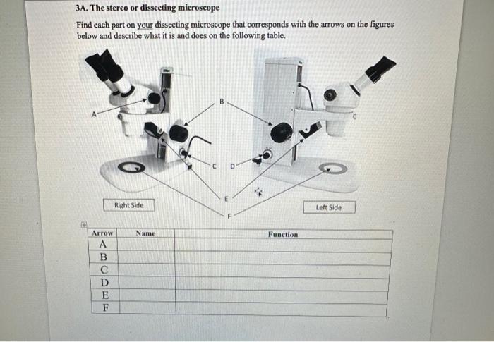 Solved 3A. The stereo or dissecting microscope Find each | Chegg.com