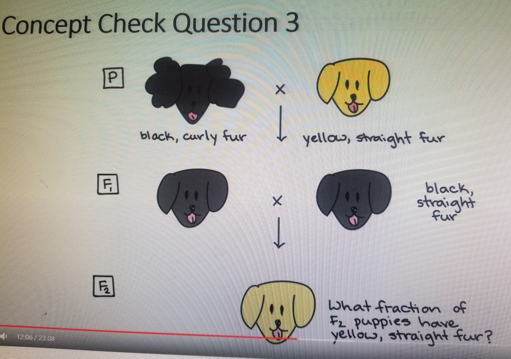 Solved Concept Check Question 4 Forked Line Method 8877