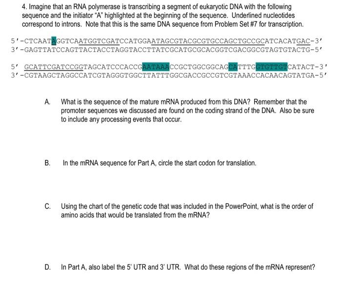 Solved magine that an RNA polymerase is transcribing a | Chegg.com