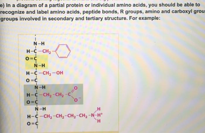 Solved The figure below is a partial protein. Of the six | Chegg.com