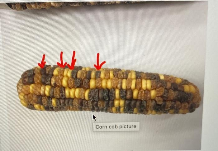 Solved EXERCISE 3: INHERITANCE OF CORN KERNEL | Chegg.com