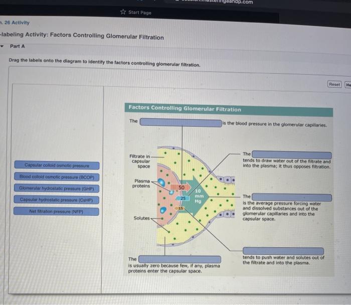 Solved Bandp.com * Start Page 26 Activity -labeling | Chegg.com
