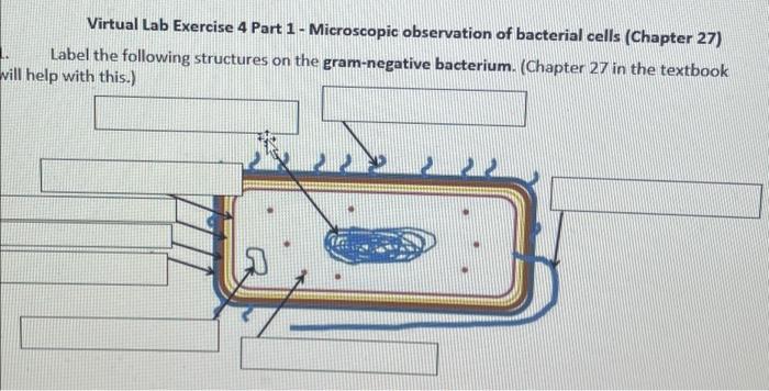 Solved Virtual Lab Exercise 4 Part 1- Microscopic | Chegg.com
