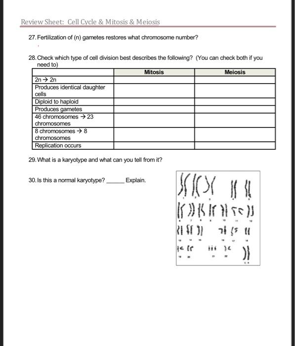 Solved Review Sheet: Cell Cycle & Mitosis & Meiosis 1. Why | Chegg.com