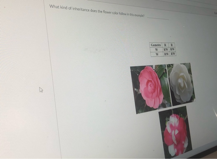 Solved What kind of inheritance does the flower color follow | Chegg.com