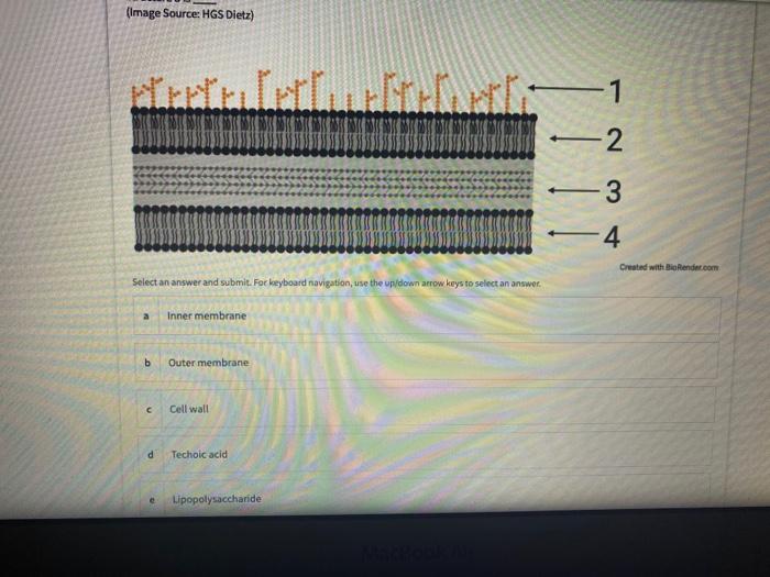 Solved Identify the organism pictured above (genus name and | Chegg.com