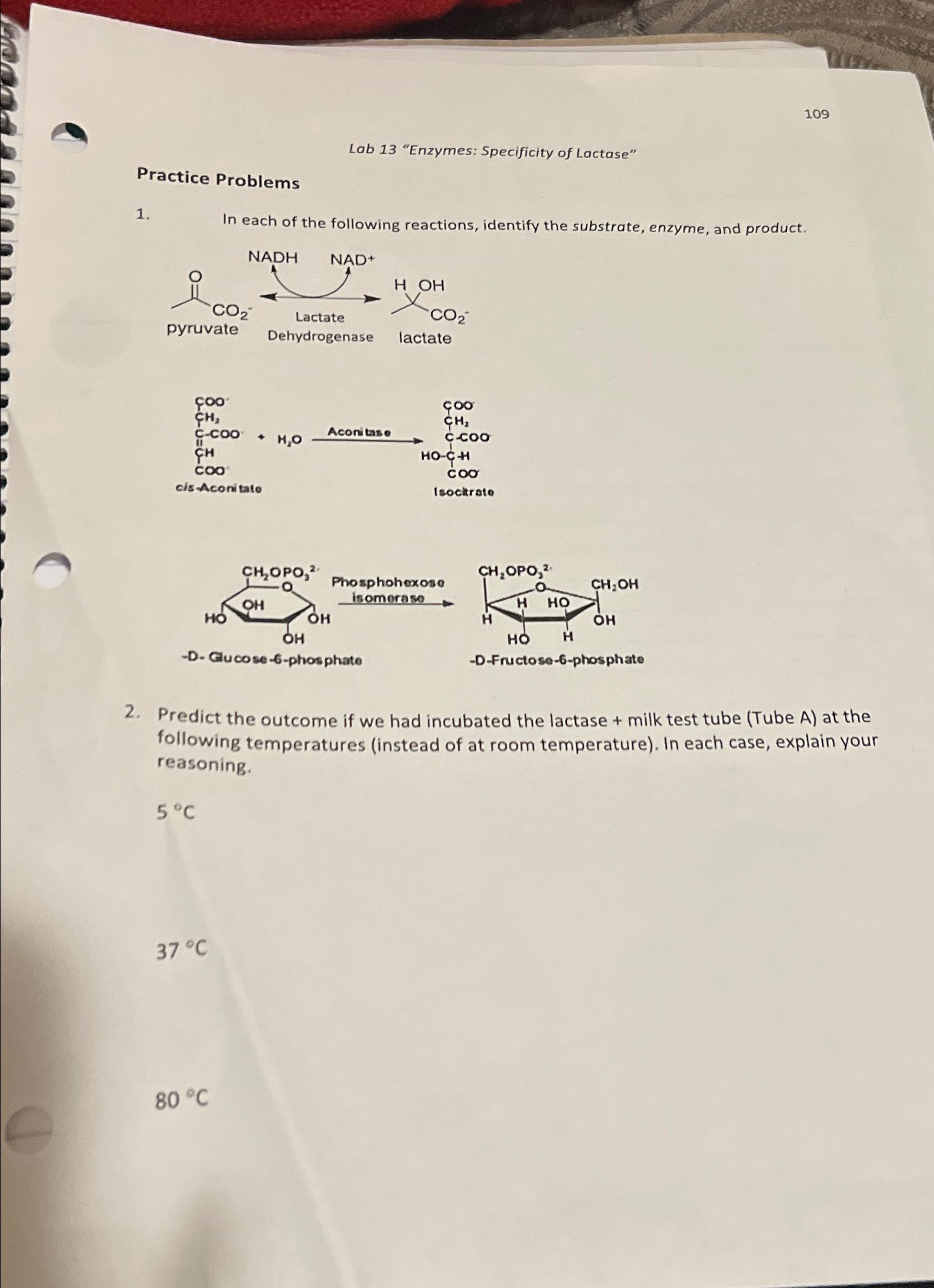 Solved 109Lab 13 ﻿"Enzymes: Specificity of Lactase"Practice | Chegg.com