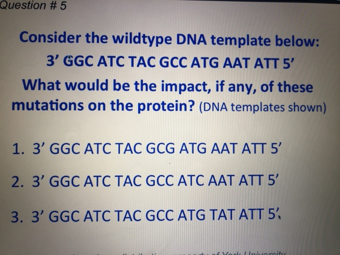 Solved Question # 5 Consider the wildtype DNA template | Chegg.com Solved Question # 5 Consider the wildtype DNA template | Chegg.com
