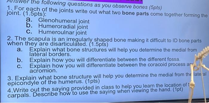Solved Alswer the following questions as you observe bones | Chegg.com