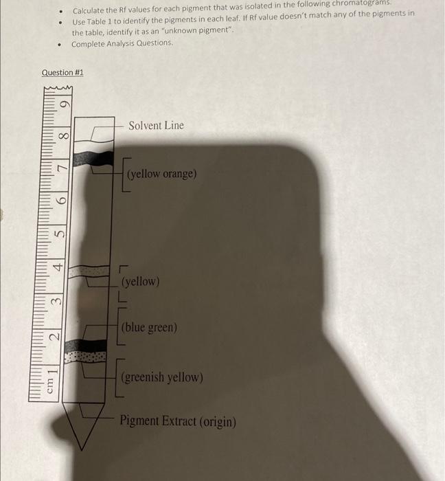 - Calculate the Rf values for each pigment that was | Chegg.com