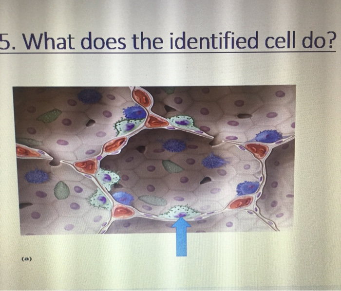 Solved 5. What does the identified cell do? | Chegg.com