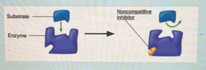 Solved Which of the following are part of this nitrigrnous | Chegg.com