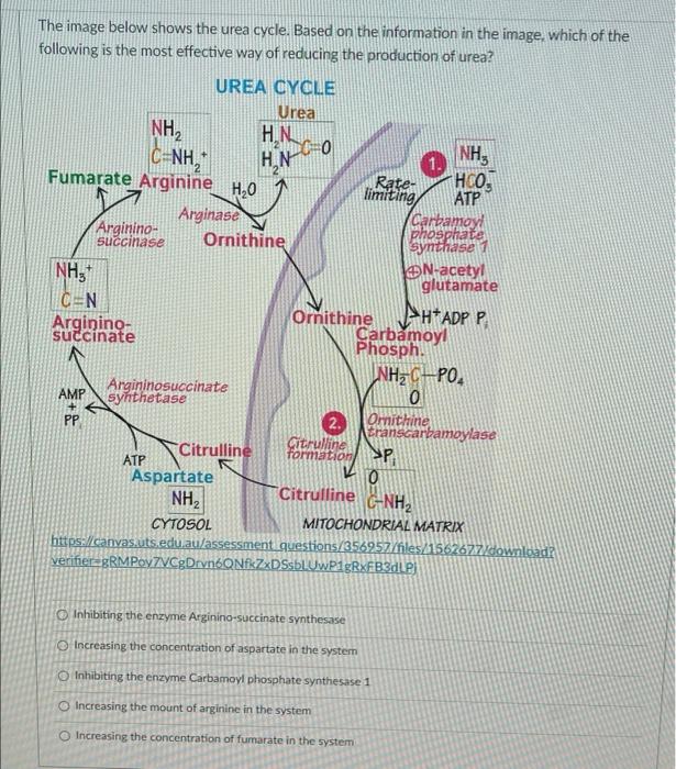 Solved The image below shows the urea cycle. Based on the | Chegg.com