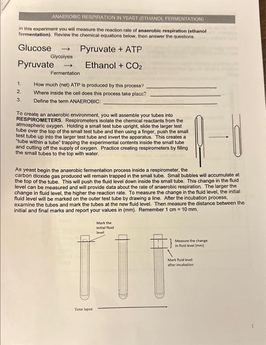 Solved ANAEROBIC RESPIRATION IN YEAST (ETHANOL FERMENTATION) | Chegg.com
