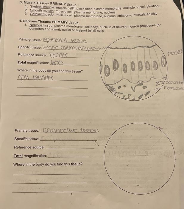 Solved What to draw: • Draw one epithelial tissue, one | Chegg.com
