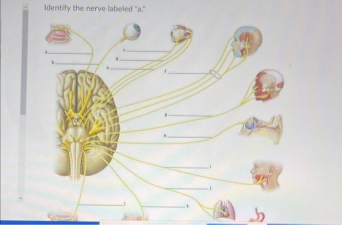 Solved Identify the nerve labeled "a." | Chegg.com