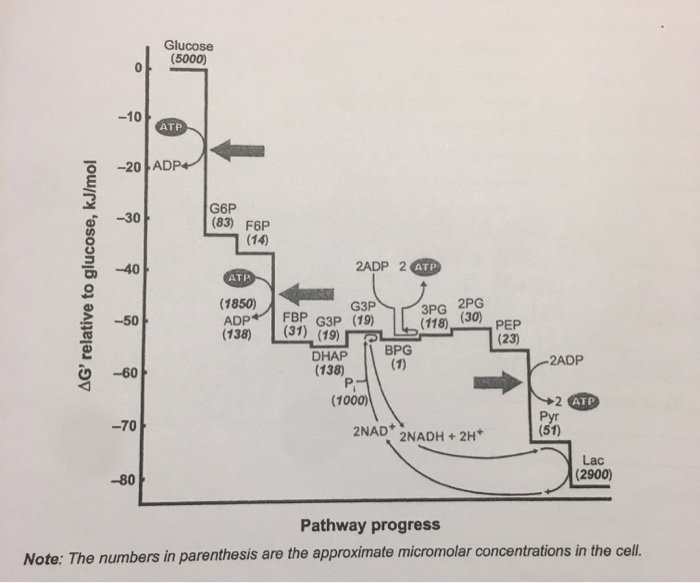 Solved 4. Using the figure, circle reactions that are near | Chegg.com