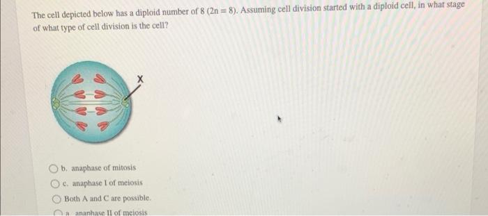 Solved The cell depicted below has a diploid number of 8 (2n | Chegg.com