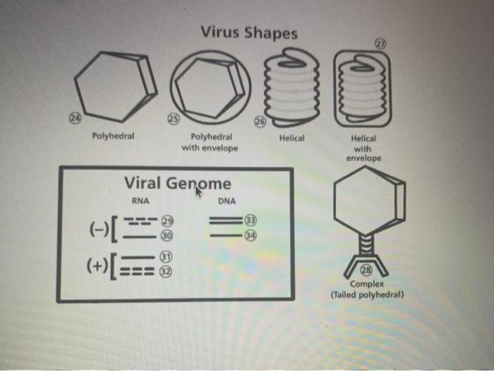Solved C. Designing a Virus 1. Select the shape of the viral | Chegg.com