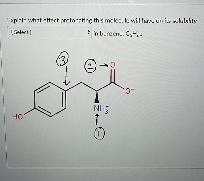 Solved Explain what effect protonating this molecule will | Chegg.com